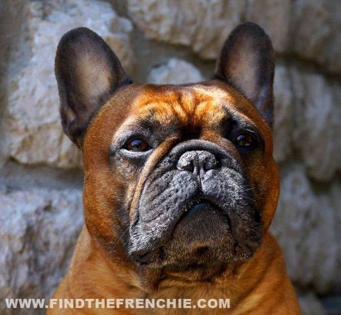 Renuar Dorian Red Buff di Rudi Cabrijan - Bouledogue - Find the Frenchie